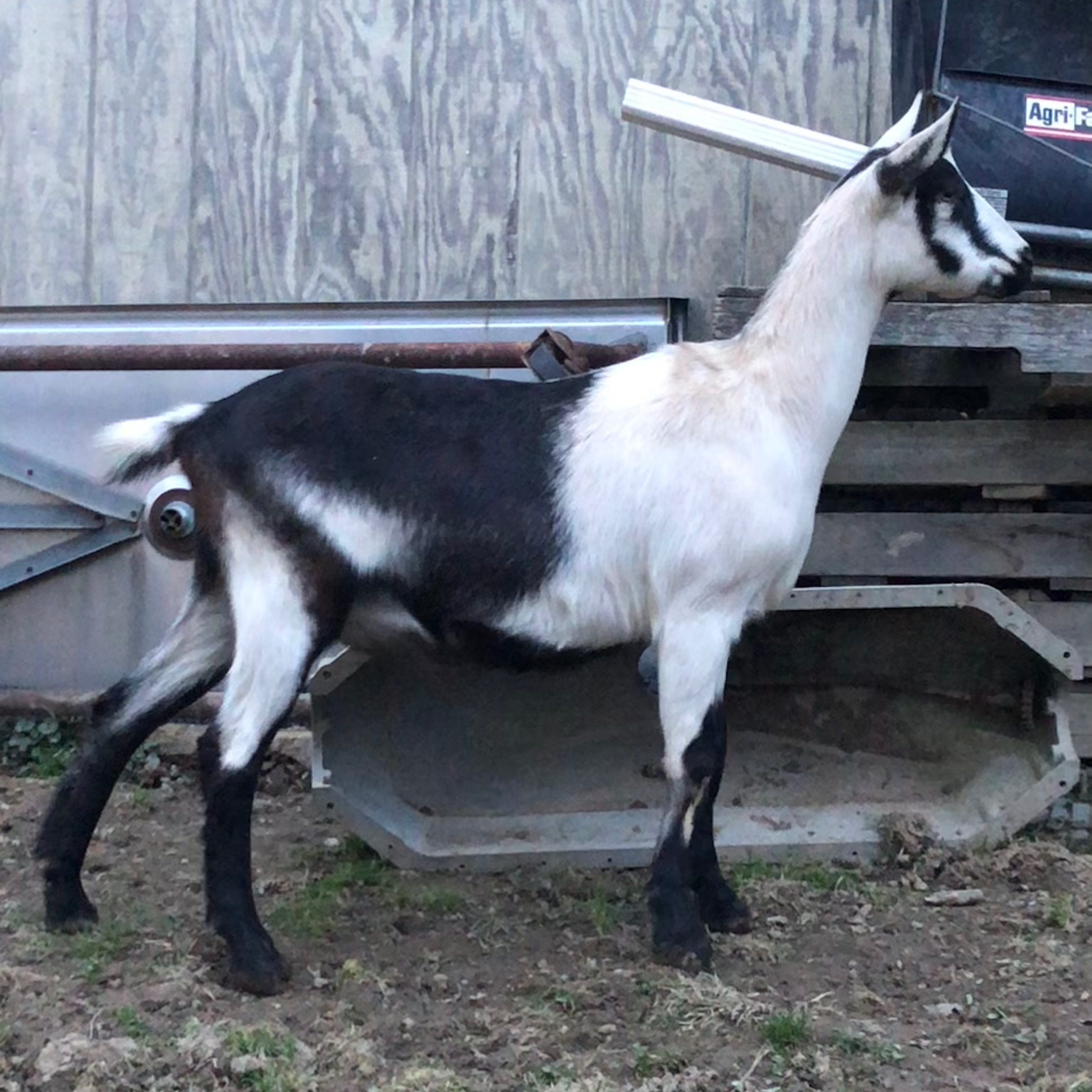 Alpine Dairy Goats – Hayyy Farms