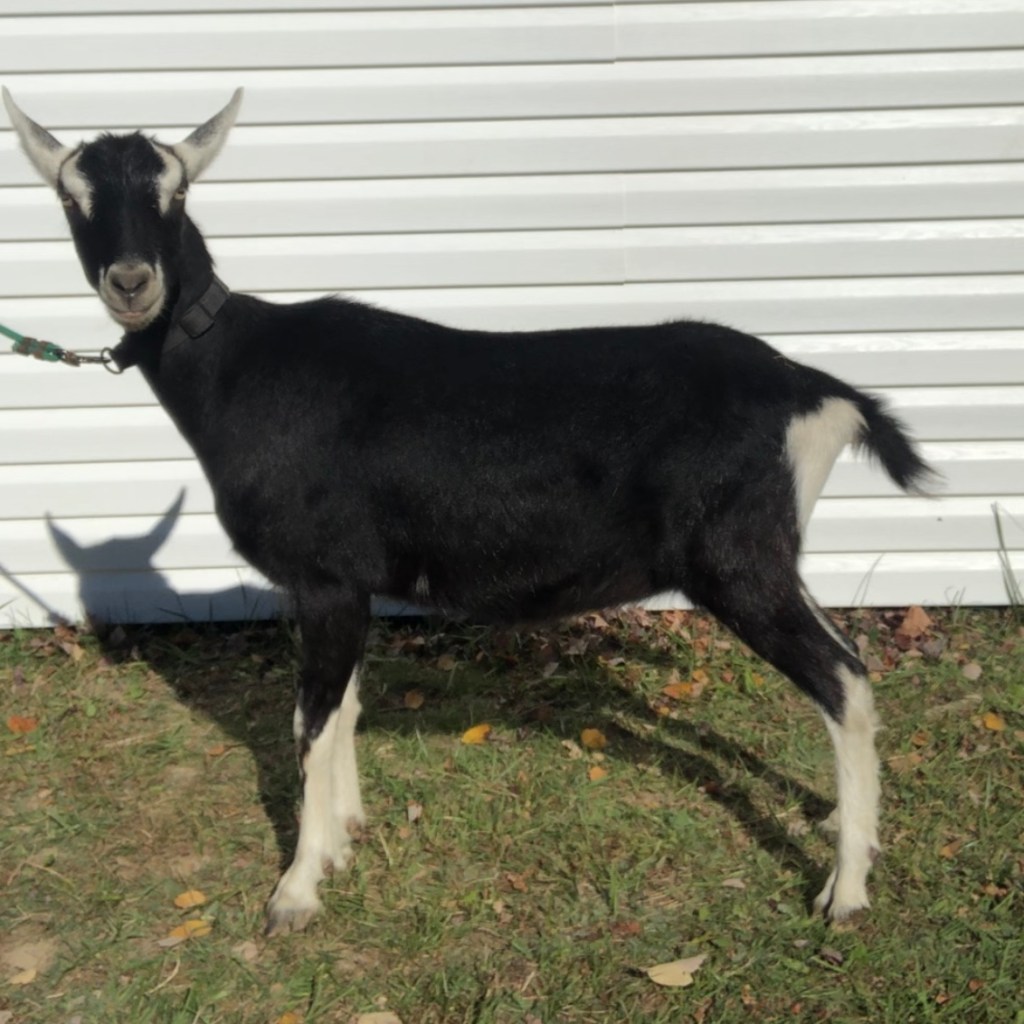 Alpine Dairy Goats – Hayyy Farms