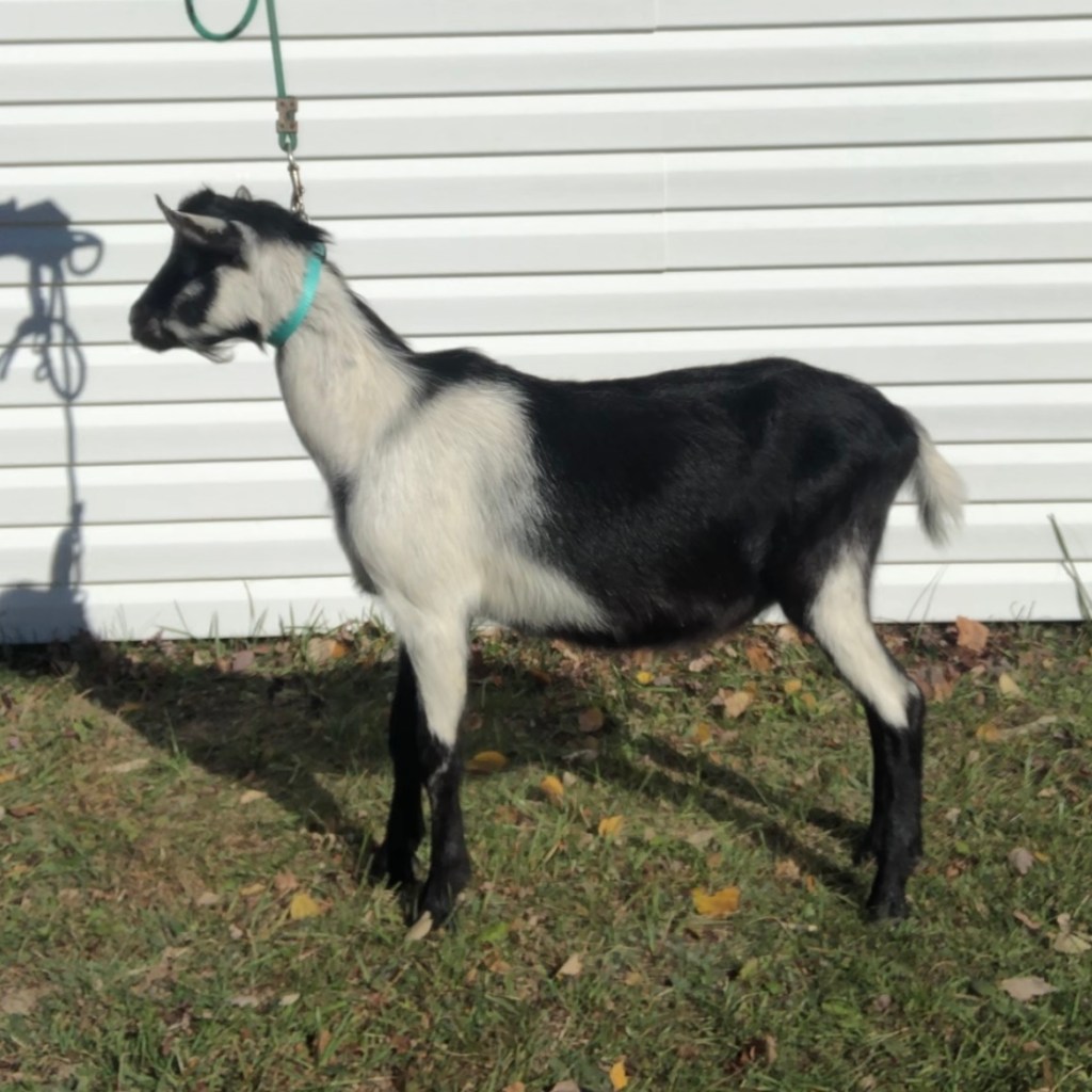 Alpine Dairy Goats – Hayyy Farms