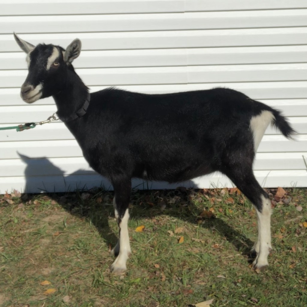 Alpine Dairy Goats – Hayyy Farms