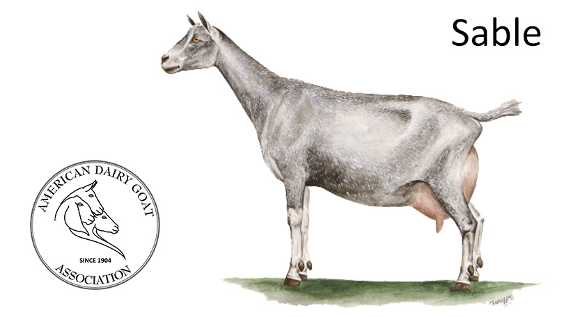 Dairy Goat Breeds – For Dummies! – Hayyy Farms