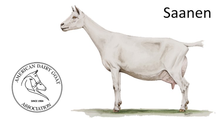 Dairy Goat Breeds – For Dummies! – Hayyy Farms
