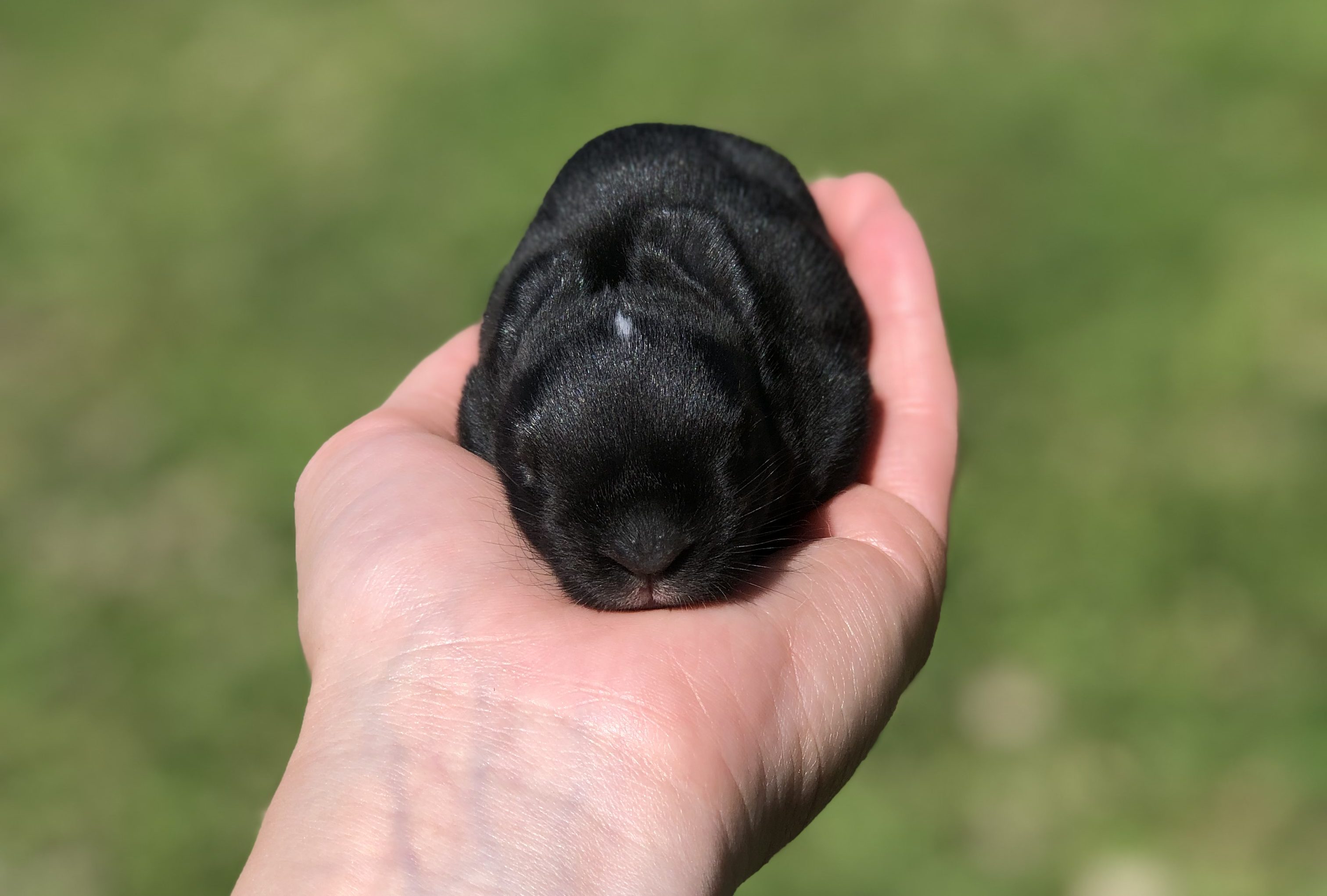 Champagne D’Argent Rabbits – Hayyy Farms