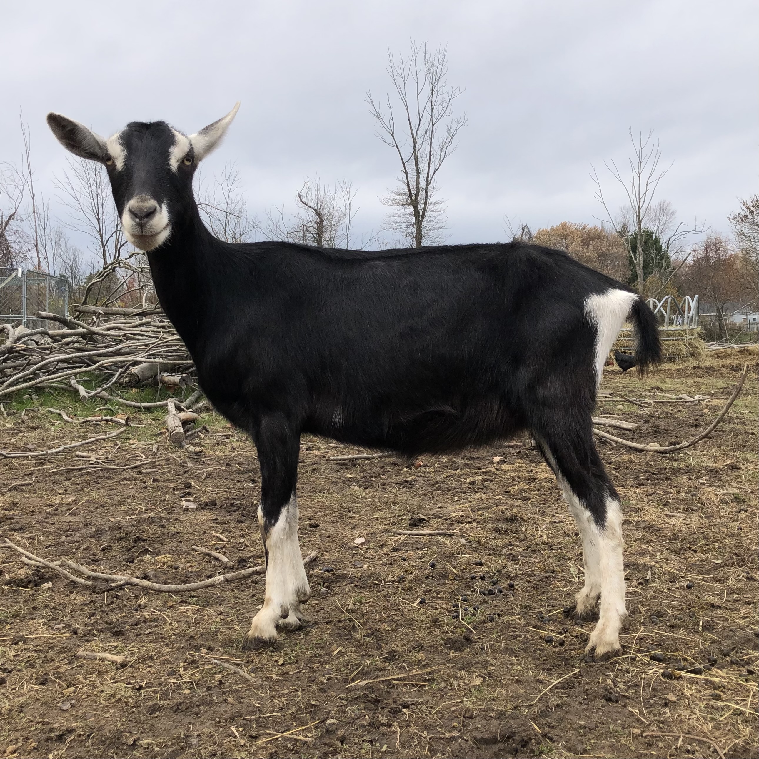 Alpine Dairy Goats – Hayyy Farms